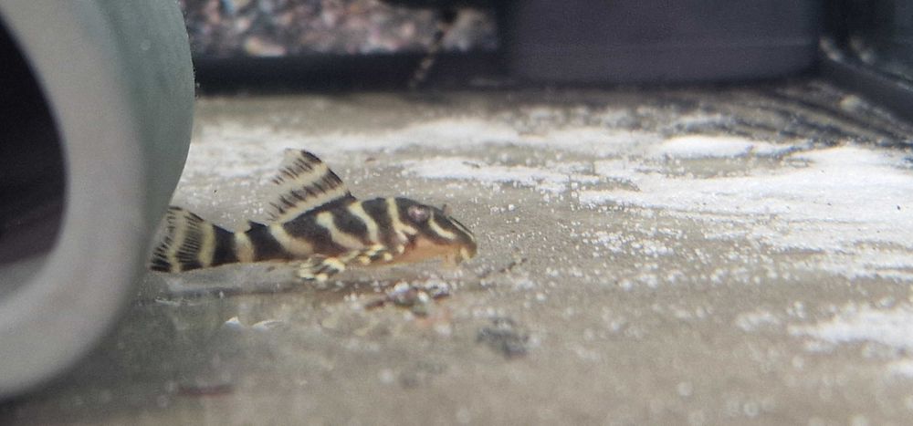 Zbrojnik Hypancistrus L333 Glonojad 3+ cm. Rusiec • OLX.pl