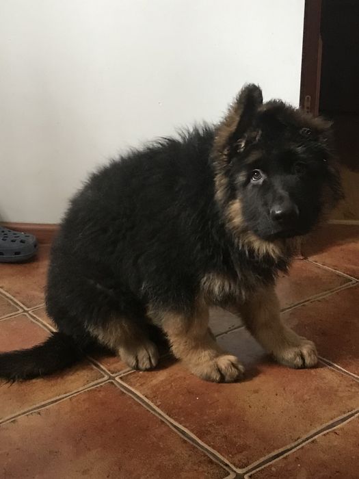 Owczarek niemiecki dlugowlosy szczeniak mocnej budowy grubej kosci ...