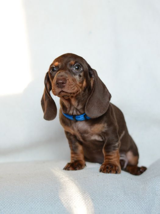 Jamnik miniaturowy czekoladowy merle - piesek Klimontów • OLX.pl