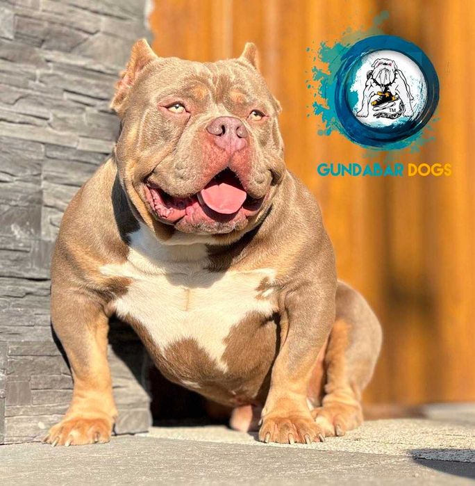 American Bully ABKC suczka Koło • OLX.pl