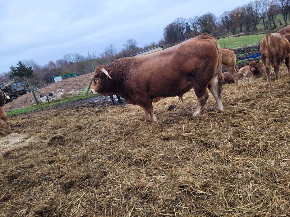 Byk lm 100%- żółta karta Chwarstno • OLX.pl