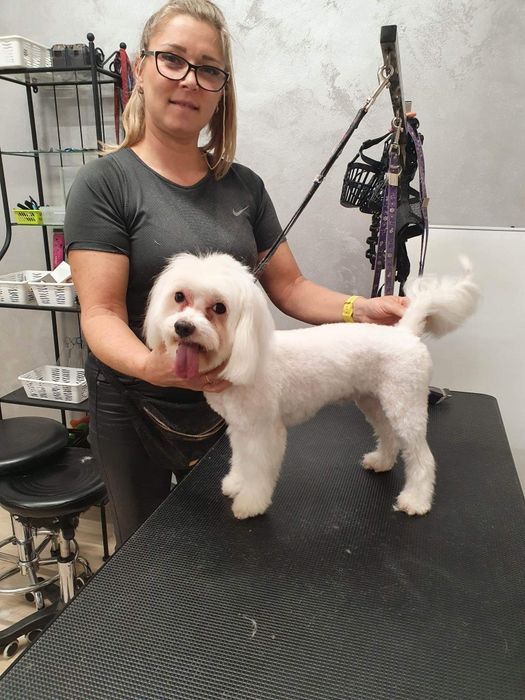 Psi fryzjer - salon groomerski! Myszków • OLX.pl