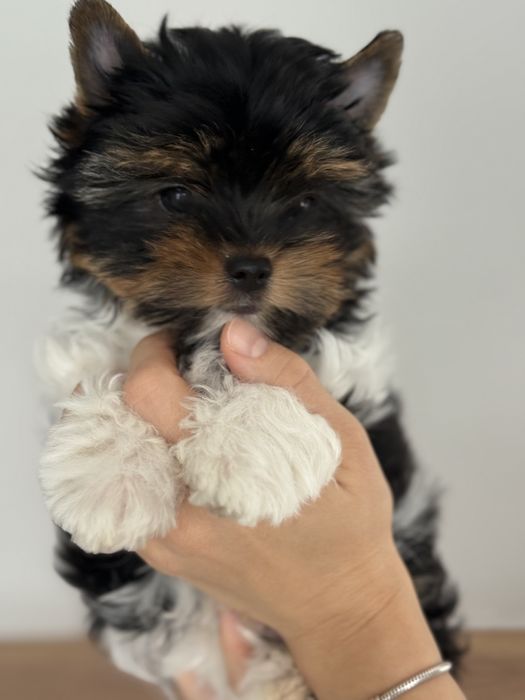 Piesek Hugo rasy Biewer Yorkshire Terrier metryka ZKwP FCI York ...