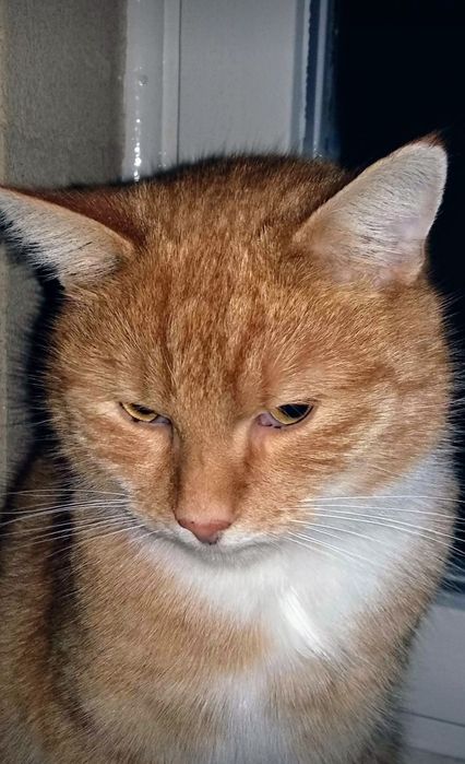 Zaginął rudy kotek o imieniu Darcy, Kołobrzeska Bydgoszcz • OLX.pl