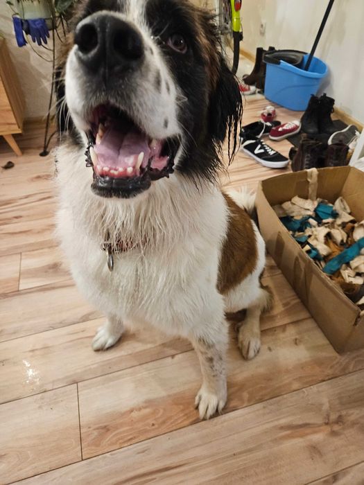 Bernardyn Fuks 4 letni SuperPies Poznań Jeżyce • OLX.pl