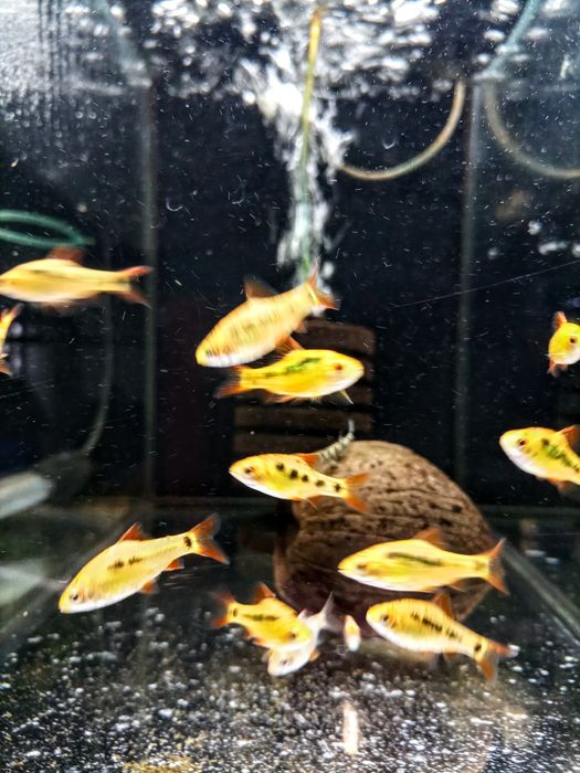 Brzanka Brokatowa - TINA ZOO Gliwice Witkiewicza Gliwice Szobiszowice ...