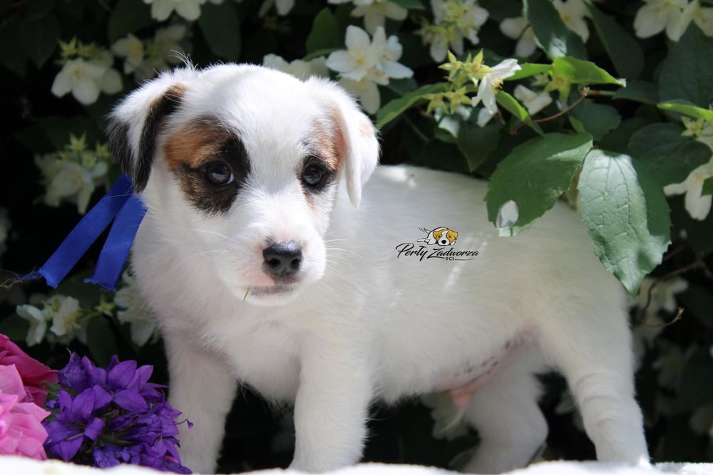 Wyajtkowy Piesek Jack Russell Terrier ZKwP FCI Kraków Bronowice • OLX.pl