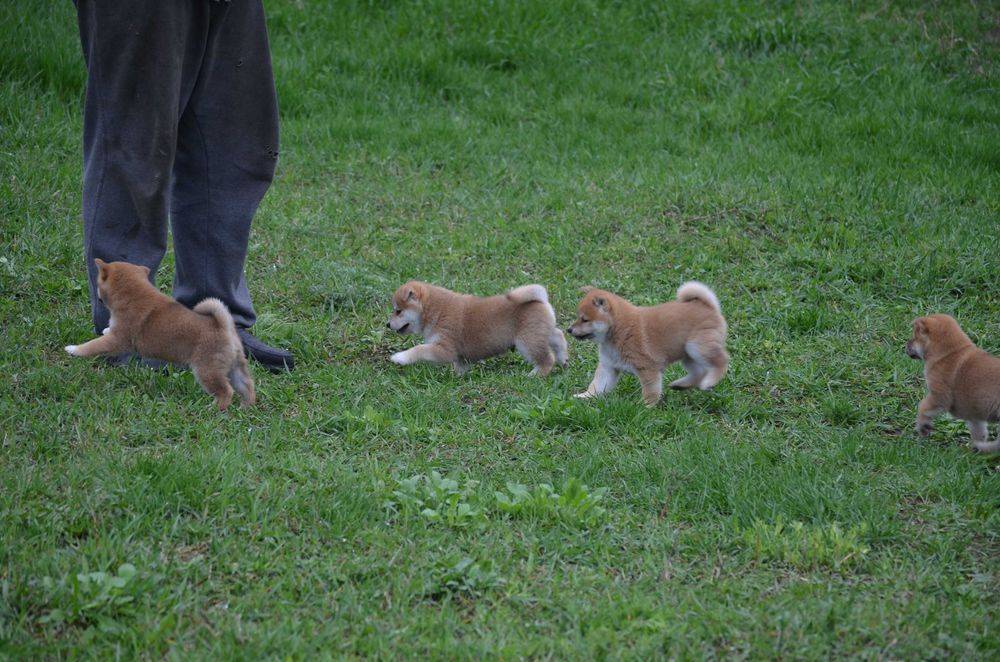 Шиба/Сіба іну/Shiba, КСУ-FCI! Київ, відправлю в інше місто чи країну: 1 000 $ - Собаки Київ на Olx
