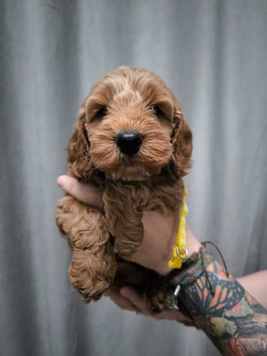 Cockapoo Toy F1 - PIERWSZY MIOT ! - piesek Warszawa Białołęka • OLX.pl