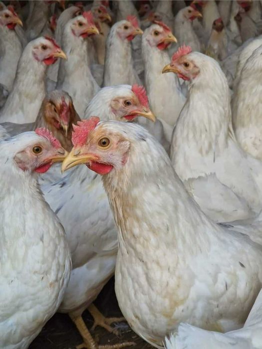 kury green shell - giełda zwierząt - kategoria Rolnictwo | OLX