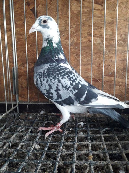 Golebie pocztowe samice Brzeziny • OLX.pl