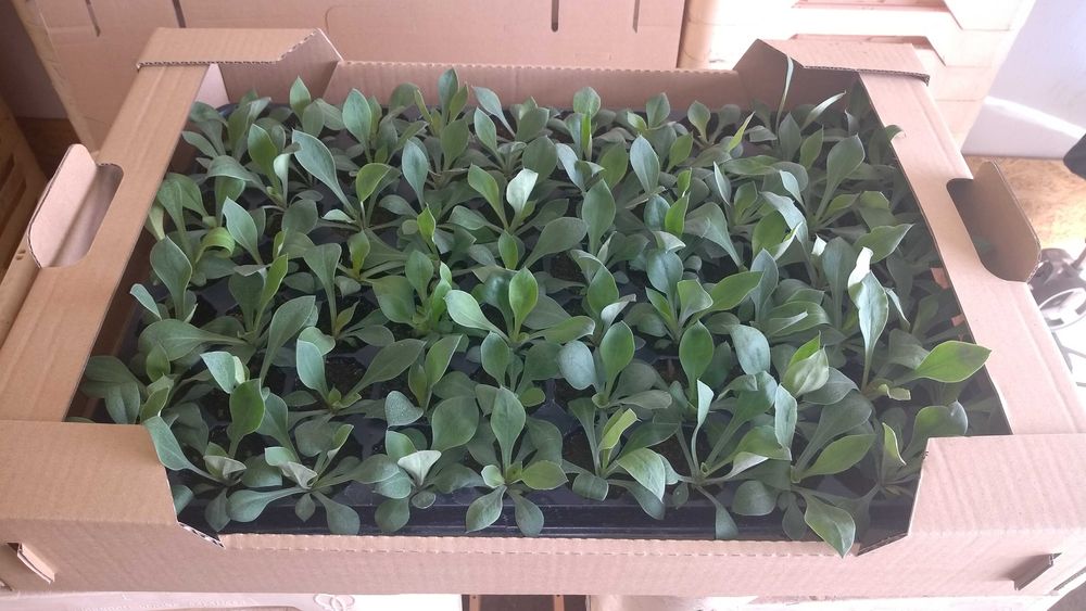 Zatrwian Tatarski sadzonki duże ukorzenione Tataricum wieloletni ...