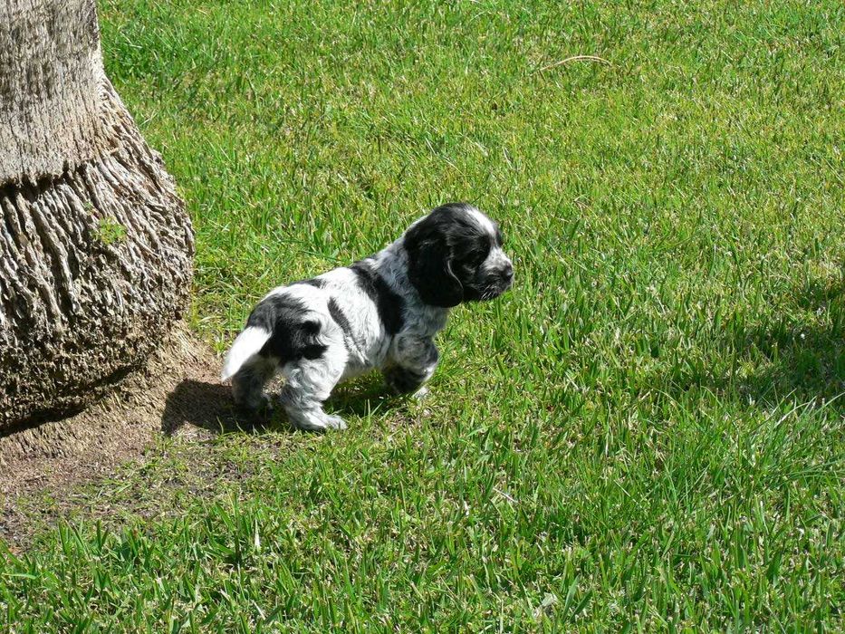 Cocker Spaniel inglês C/LOP, Afixo e Vacinas Costa Da Caparica • OLX.pt