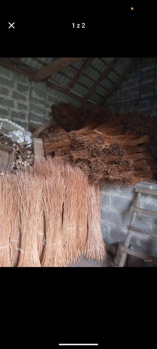 Wiklina korowana Łowisko • OLX.pl