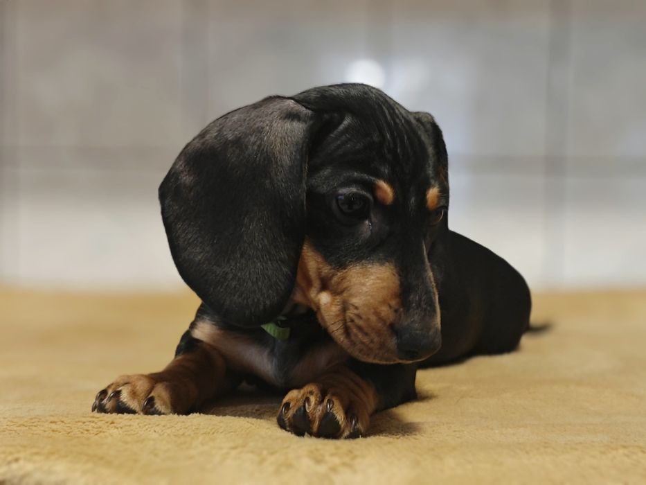 Jamnik Krótkowłosy Miniaturowy Izabelin • OLX.pl