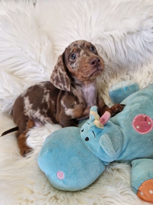 **MARLEY**jamnik miniaturowy piesek choco merle do rezerwacji ...