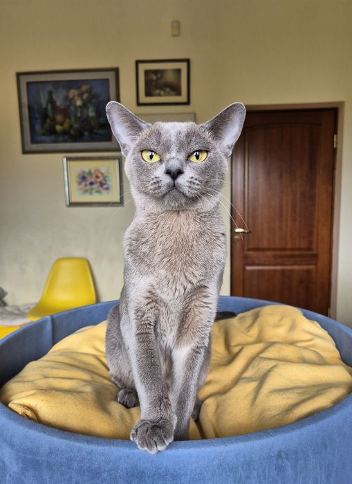 Niebieska kotka burmska (burmańska) Zaborówek • OLX.pl