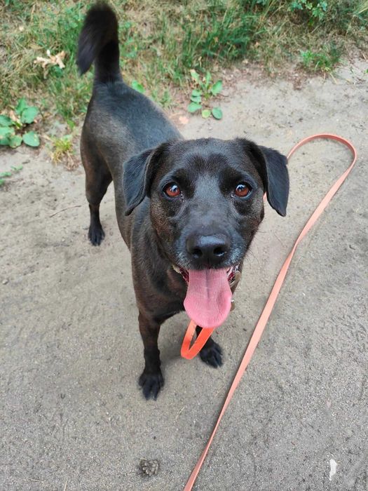 Twój przyszły pies na OLX! Sprawdź kategorię Psy