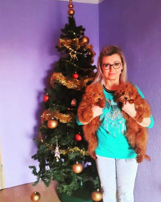 Pudel - Psy rasowe - OLX.pl