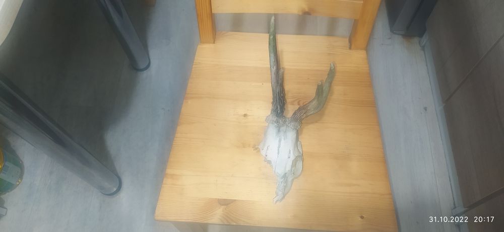 Poroza jedno jelenia i drugie kozla Brenno • OLX.pl