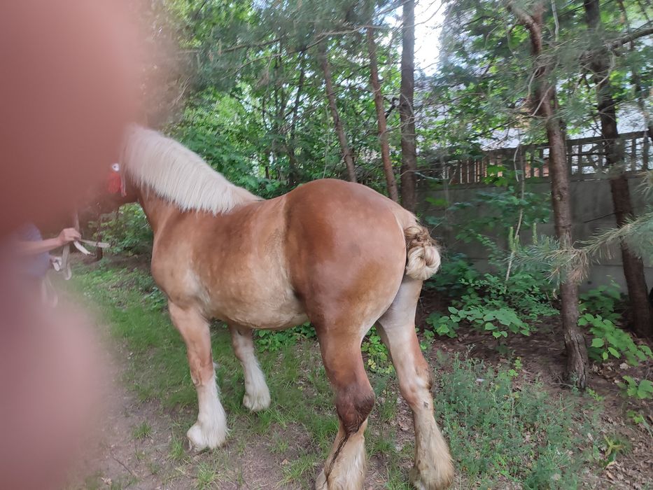 Sprzedam ogiera zimnokrwisty 2 letni Belno • OLX.pl