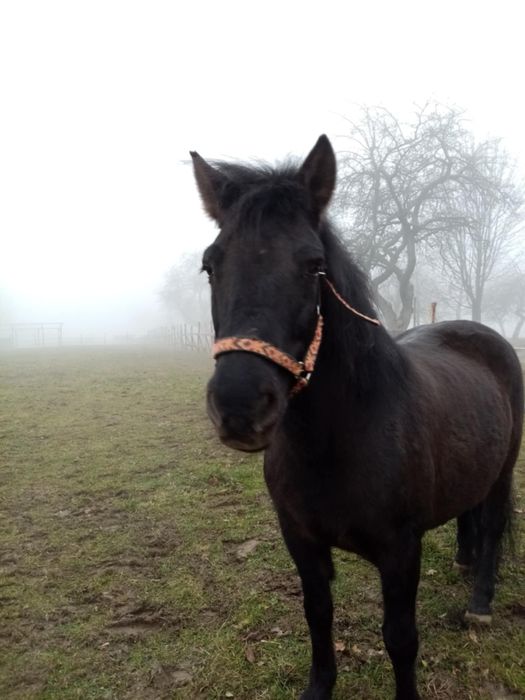 Kon lorenzo z paszportem Wielka Wieś • OLX.pl