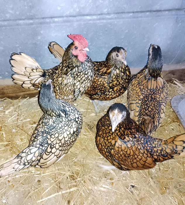 Kury kurczaki jajka jaja lęgowe sebrytka ayam silka brahma czubatka ...