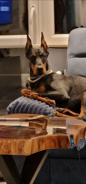Doberman suczka 15 miesięcy FCI Zielona Góra • OLX.pl