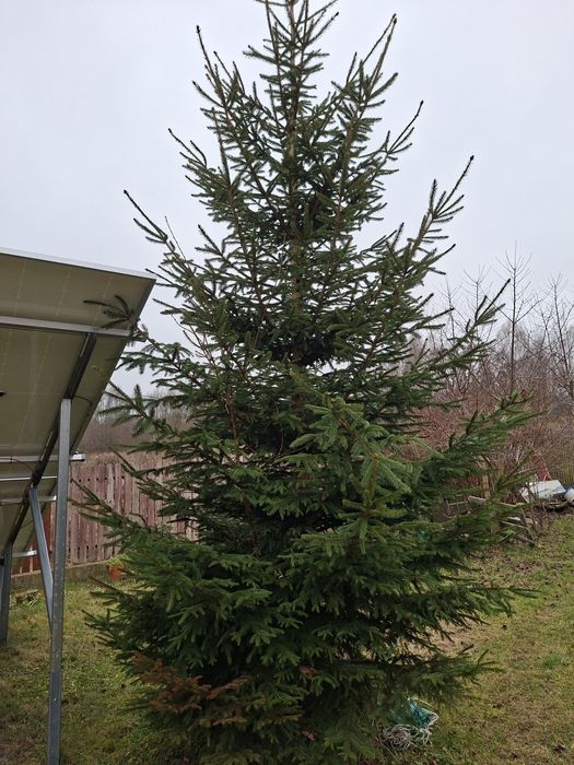 Choinka żywa na posesji prywatnej Horodniany • OLX.pl