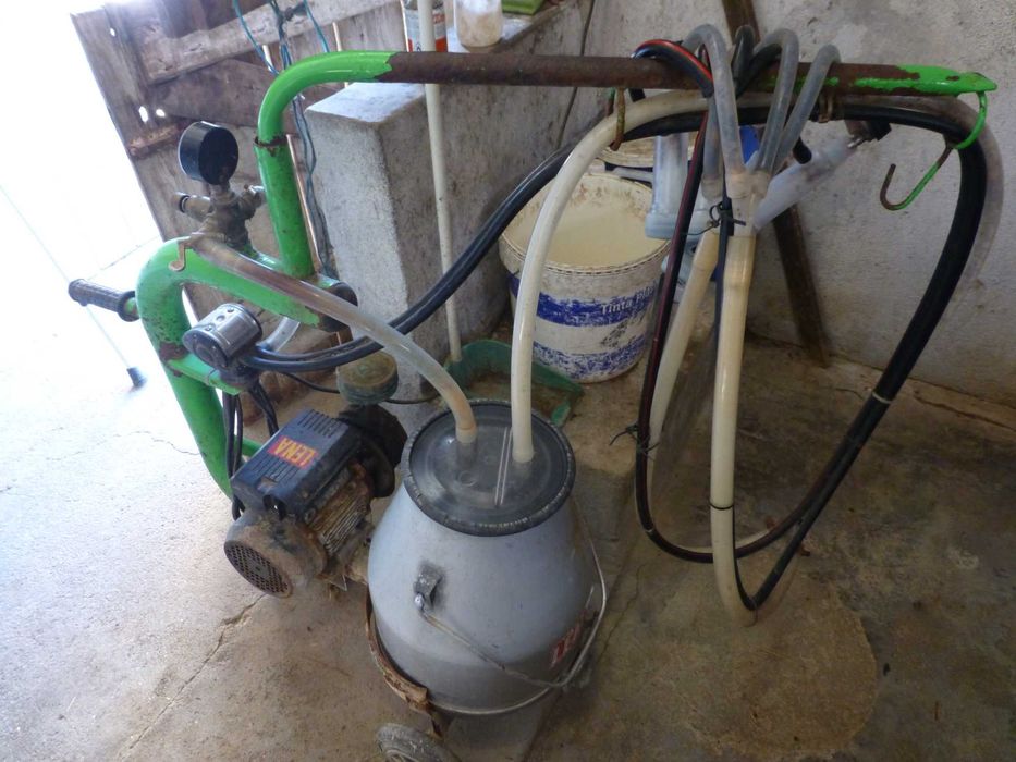 Ordenha mecânica ovelhas e cabras Lena Tomar (São João Baptista) E Santa Maria Dos Olivais • OLX.pt