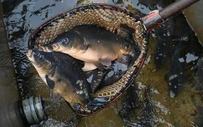 Karp Lin Płoć Jesiotr Pstrąg Amur Węgorz , Narybek , Ryby , Kroczek ...