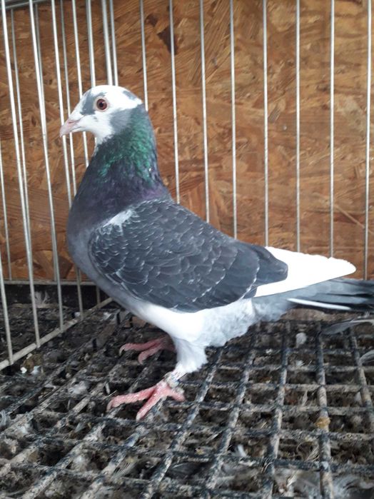 Golebie pocztowe samice Brzeziny • OLX.pl