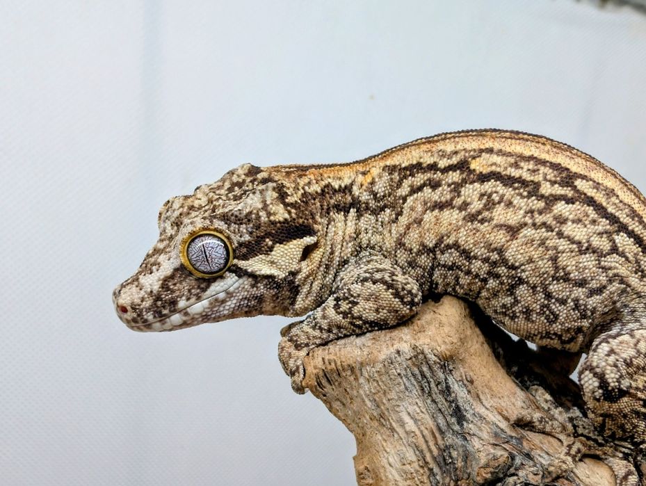 Gekon nie orzęsiony 40 gram samica Kraków Łagiewniki-Borek Fałęcki • OLX.pl