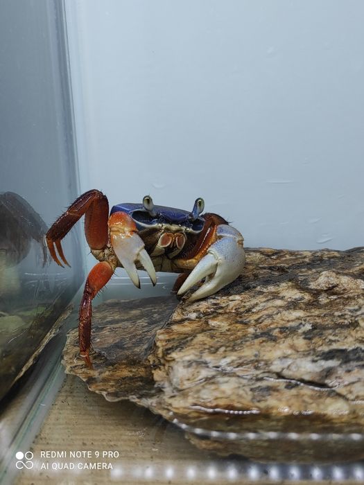 Krab tęczowy, Wampir, Red Devil, Pantera, Mangrowy TINA ZOO Zabrze ...