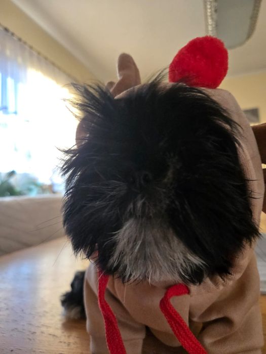 Shih tzu piekna i radosna rodowód zapraszam Okazja Chorzów • OLX.pl