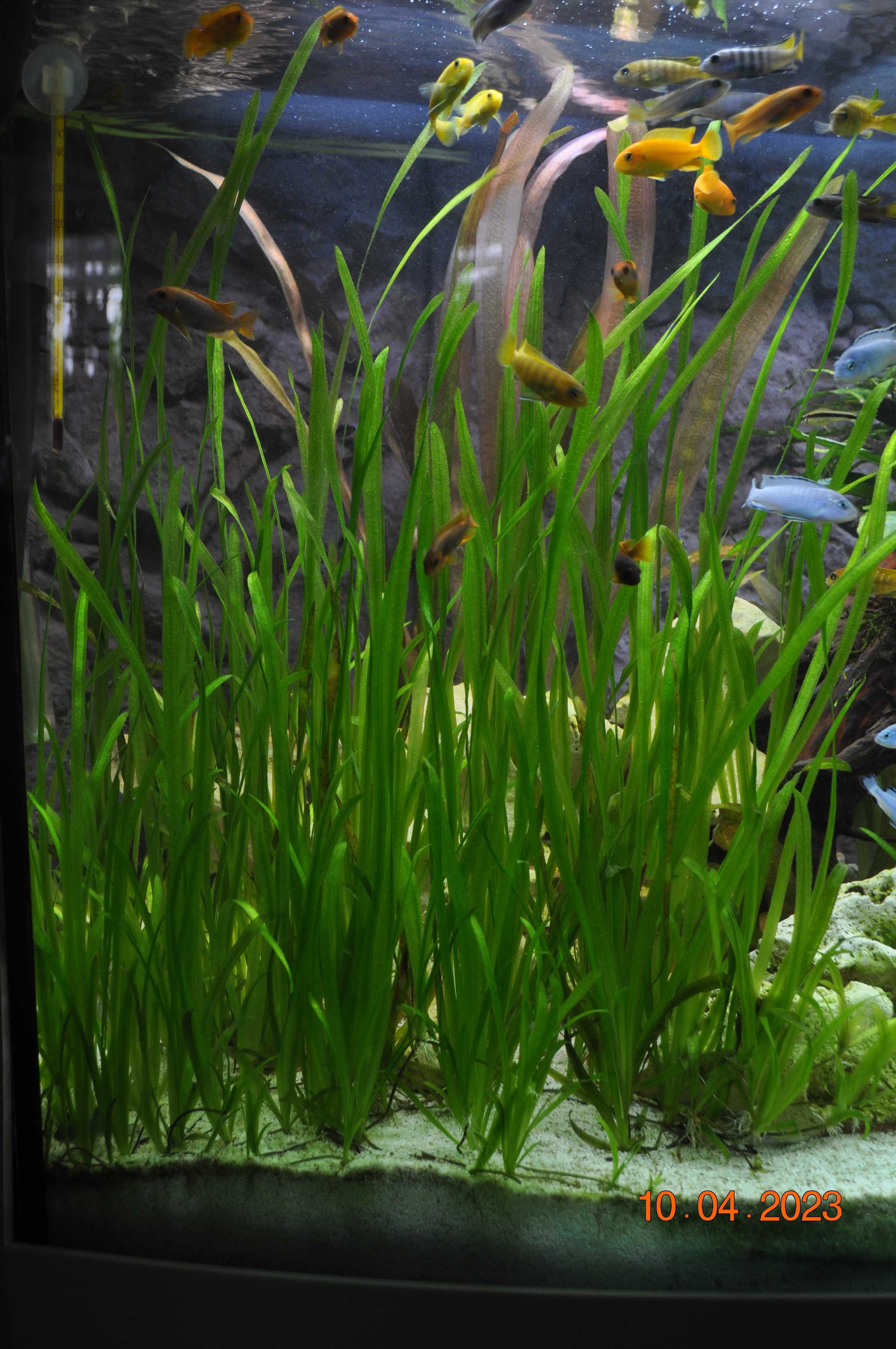 Vallisneria spiralis L. Nurzaniec śrubowy Hutki Kanki • OLX.pl