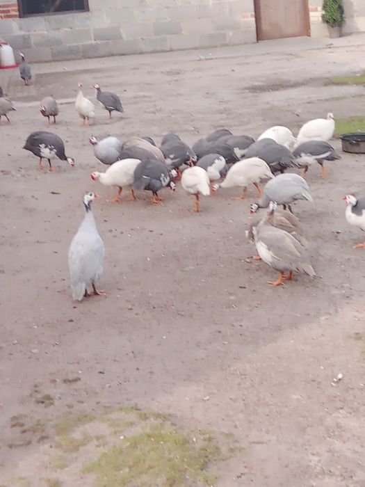 Dla Ciebie wszystko - perliczki - w kategorii Drób
