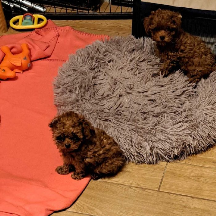 Pudel Toy FCI mini, mini, mini XXS suczka Warszawa Śródmieście • OLX.pl