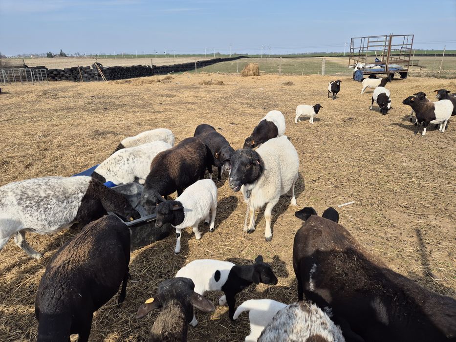 Owce Dorper 50% Baran Dorper 100% z Czech Kolin • OLX.pl