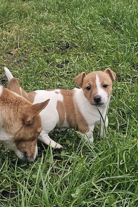 Джек рассел тер'єр, собака, цуценя: 5 500 грн. - Собаки Бурштин на Olx