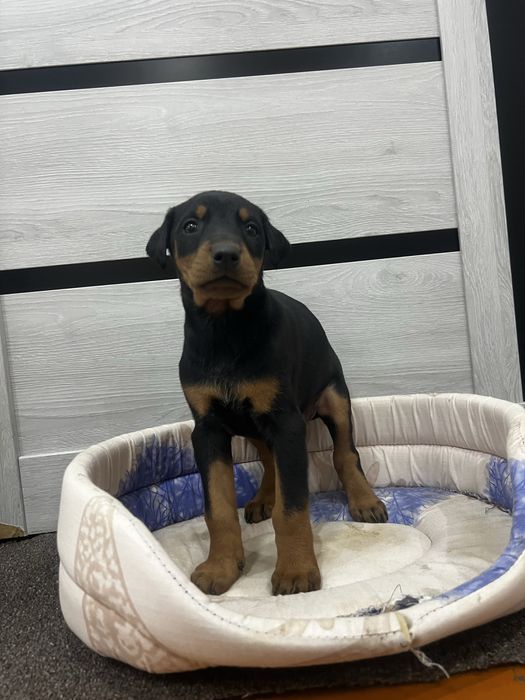 Розплідник продає цуценя Добермана з документами КСУ-FCI на вас: 15 000 грн. - Собаки Снятын на Olx