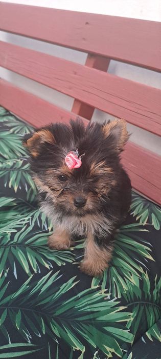 Yorkshire Terrier York Miniaturka Piękna Suczka Szczecinek • OLX.pl