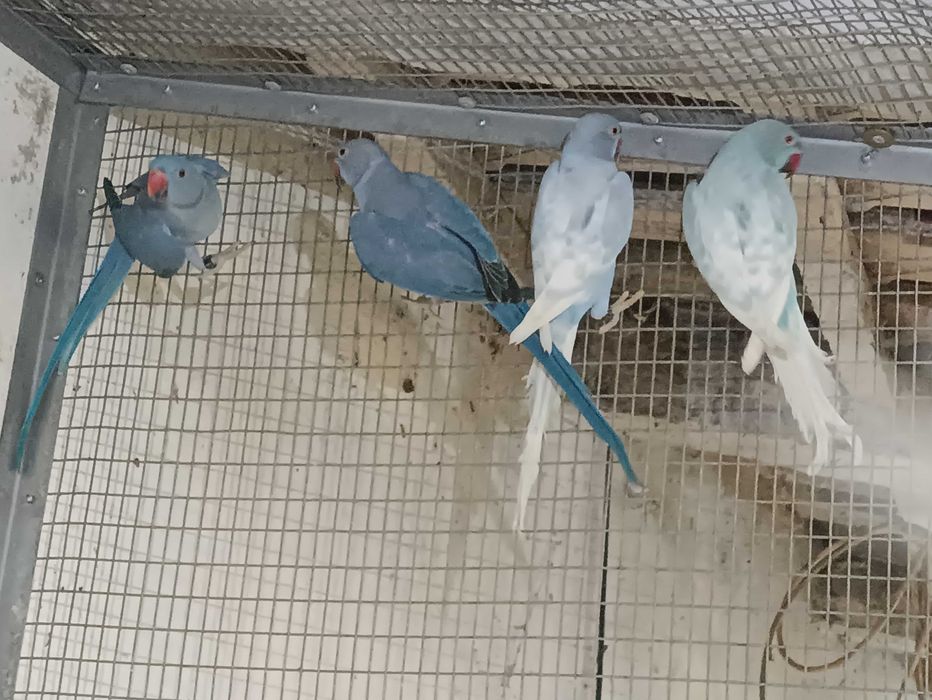 Ring neck varias mutações Leiria • OLX.pt