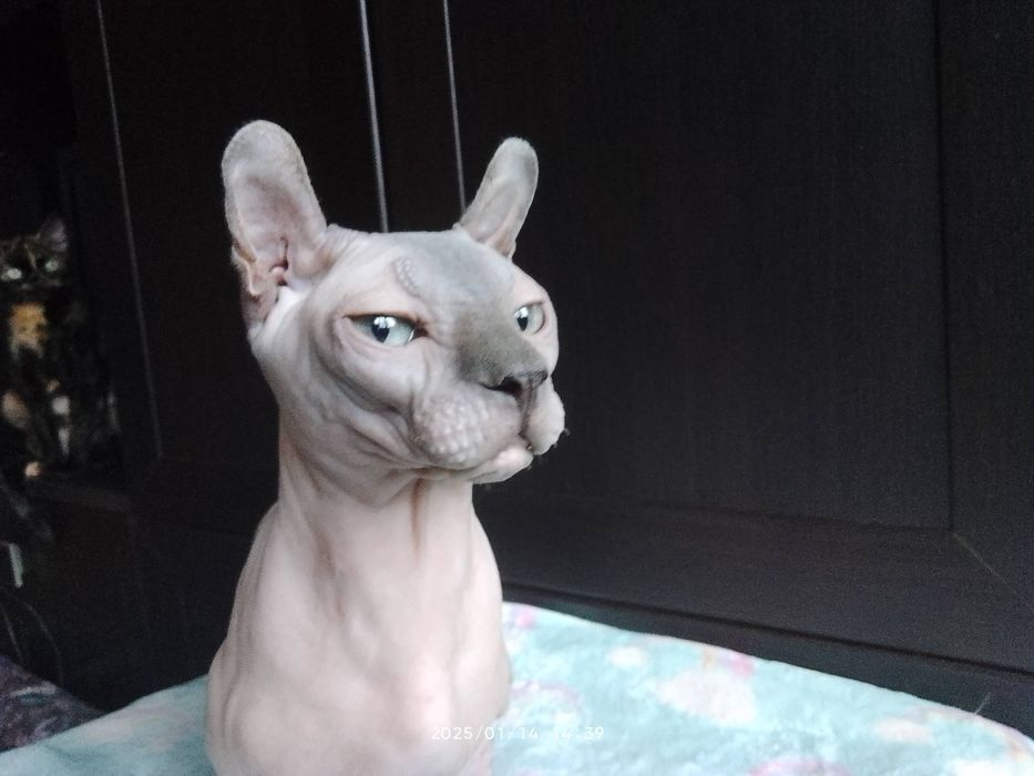 sfinks? Koty, wszystko dla kotów | OLX Zwierzęta