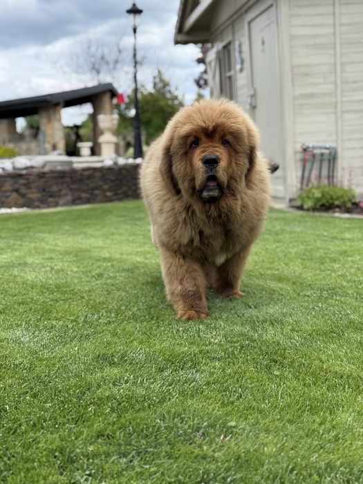 Szczeniak mastif tybetanski suczka ZkWp FCI - zostal ostatni Częstochowa Kiedrzyn • OLX.pl