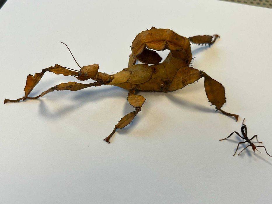 Straszyk australijski Katowice Piotrowice-Ochojec • OLX.pl