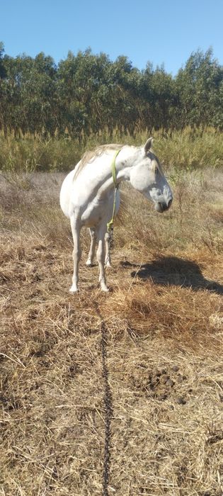 Égua mansa montada A Dos Cunhados E Maceira • OLX.pt
