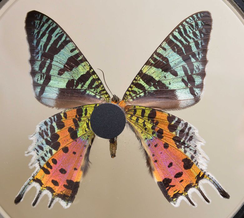 Gablotka URXM5 dwustronna z motylem Urania ripheus Częstochowa Północ ...