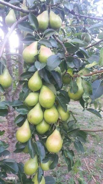 1 800 m², teren de vanzare - Alba (judet), Sebes - 9012539 • www.storia.ro