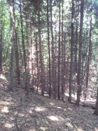 1 150 m², teren de vanzare - Bistrita-Nasaud (judet), Tarlisua ...